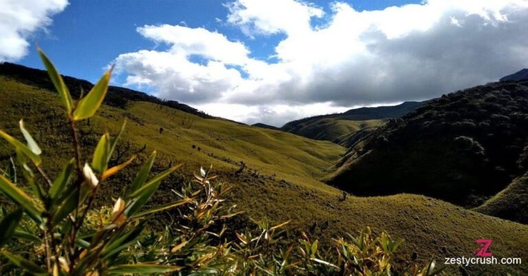 Dzukou Valley Trek in Nagaland: A Complete Guide