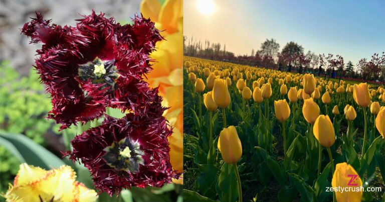 Best Time to Visit Jammu and Kashmir: Season-by-Season Guide